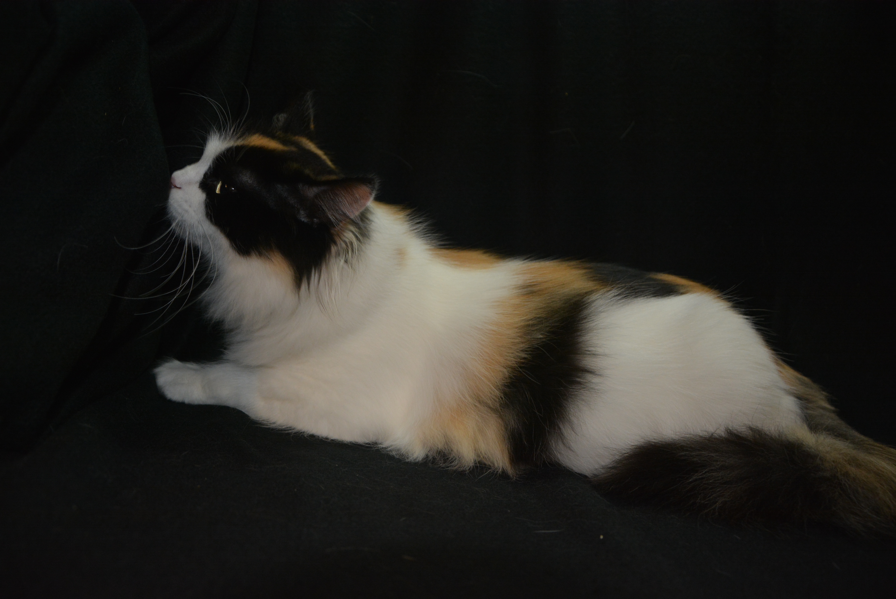 DSC_4347 - Siberian Cats