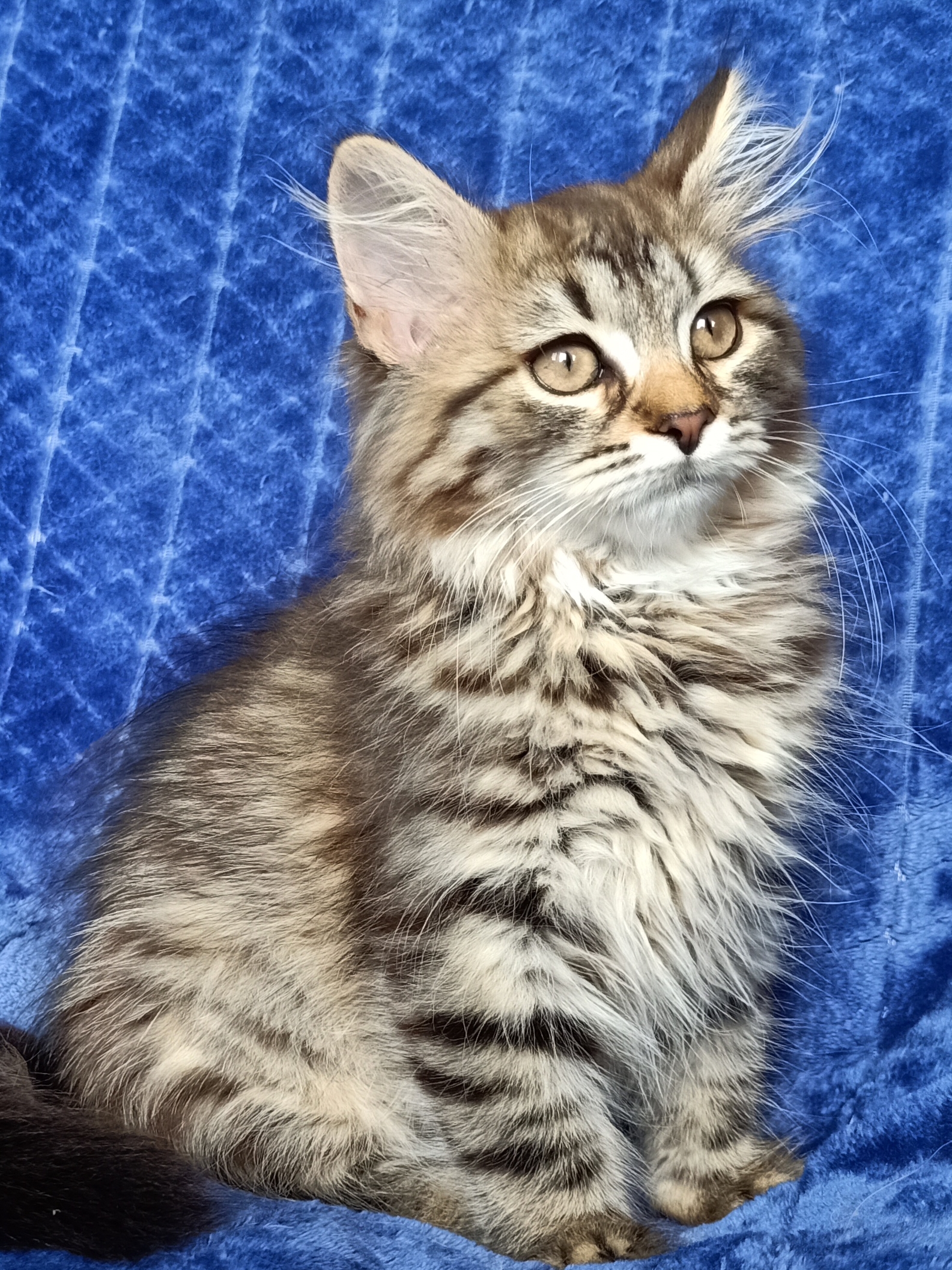 10D11595-14A4-491C-B38A-951233B814B9 - Siberian Cats